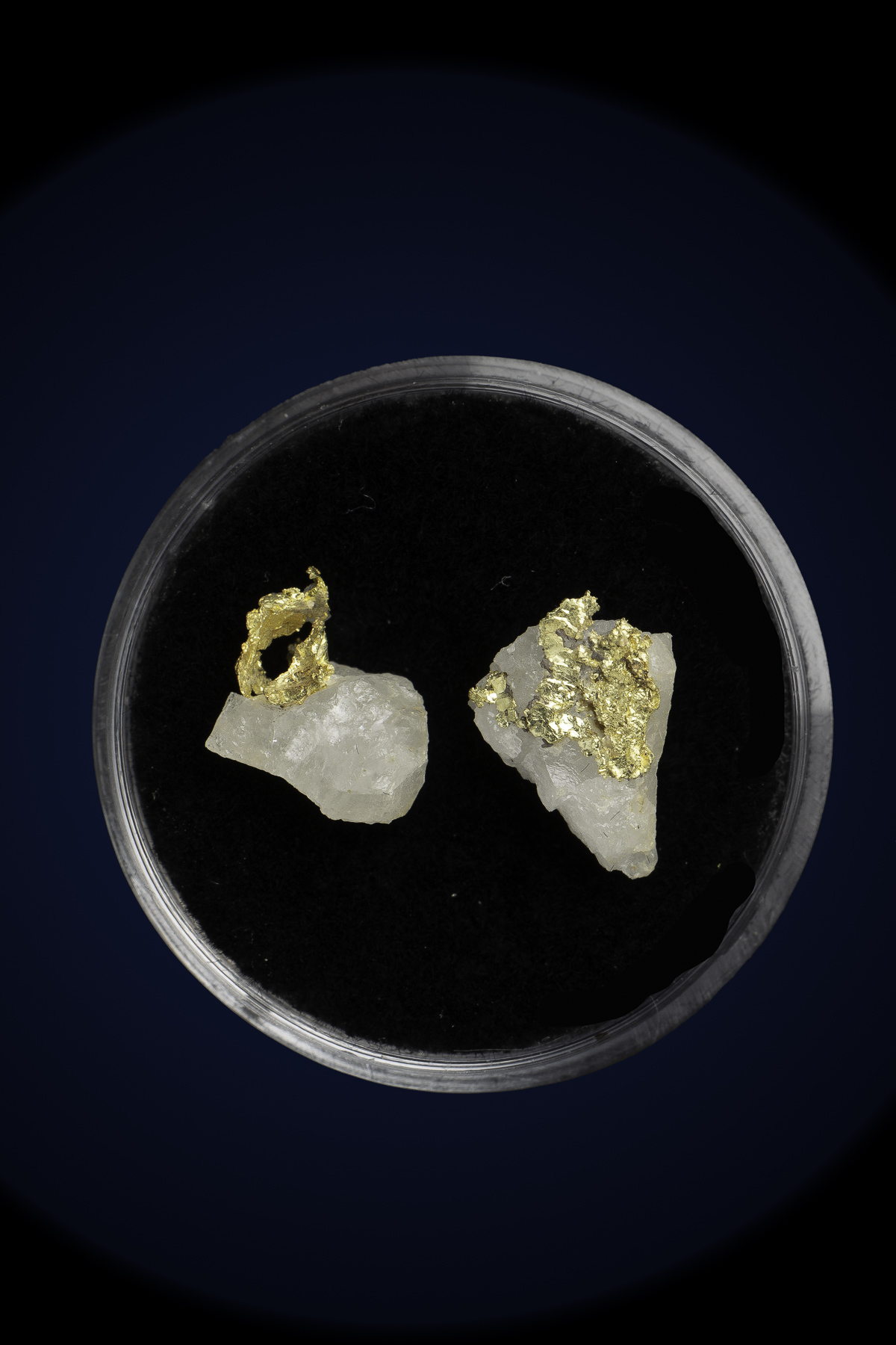 Two Beautiful Gold and Quartz Specimens - Allegheny, CA [T2832] - $75. ...